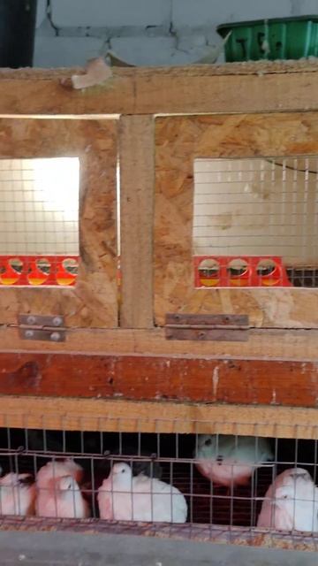 Ёлки перепелки