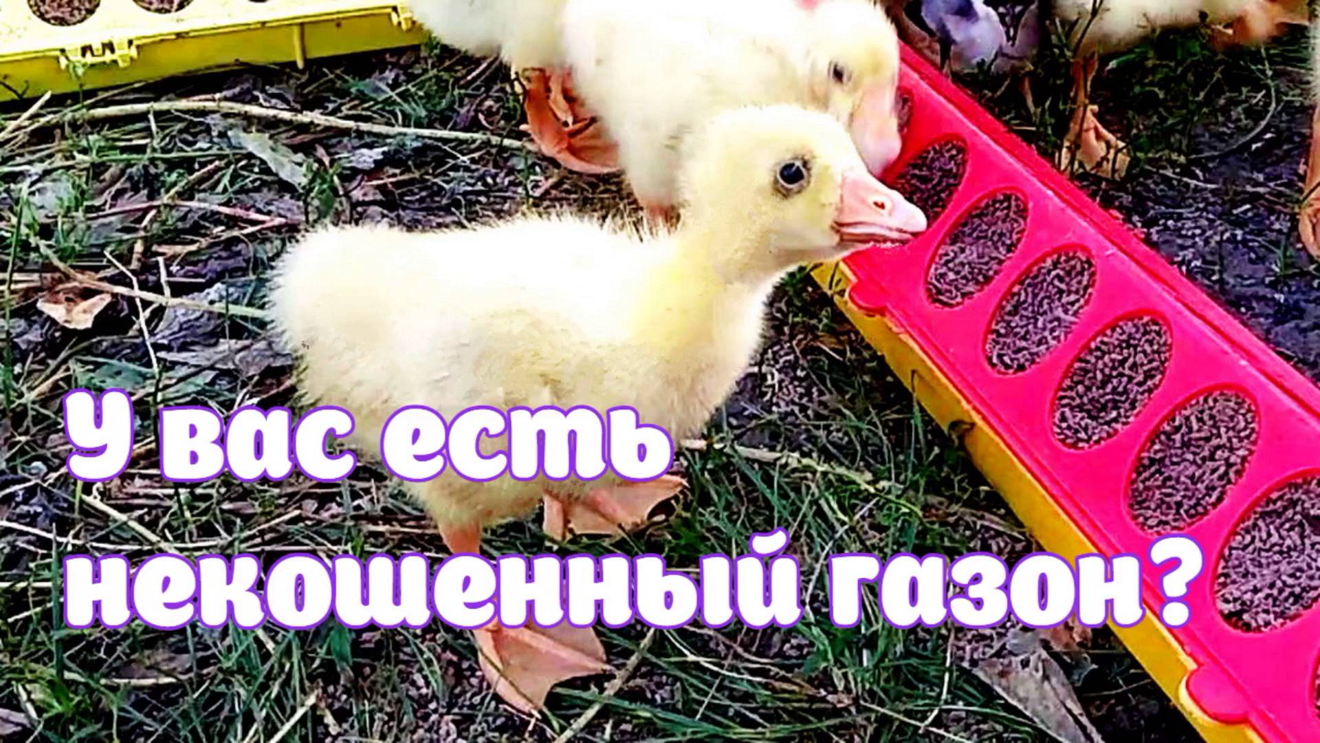 У вас есть некошенный газон?