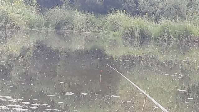 В ЭТОМ БОЛОТЕ ЕСТЬ ЛИНЬ. ВО ПОПАЛ НА КЛЕВ. И КАРАСИ НЕ ПЛОХИЕ