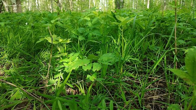 Релакс | Голоса птиц в лесу