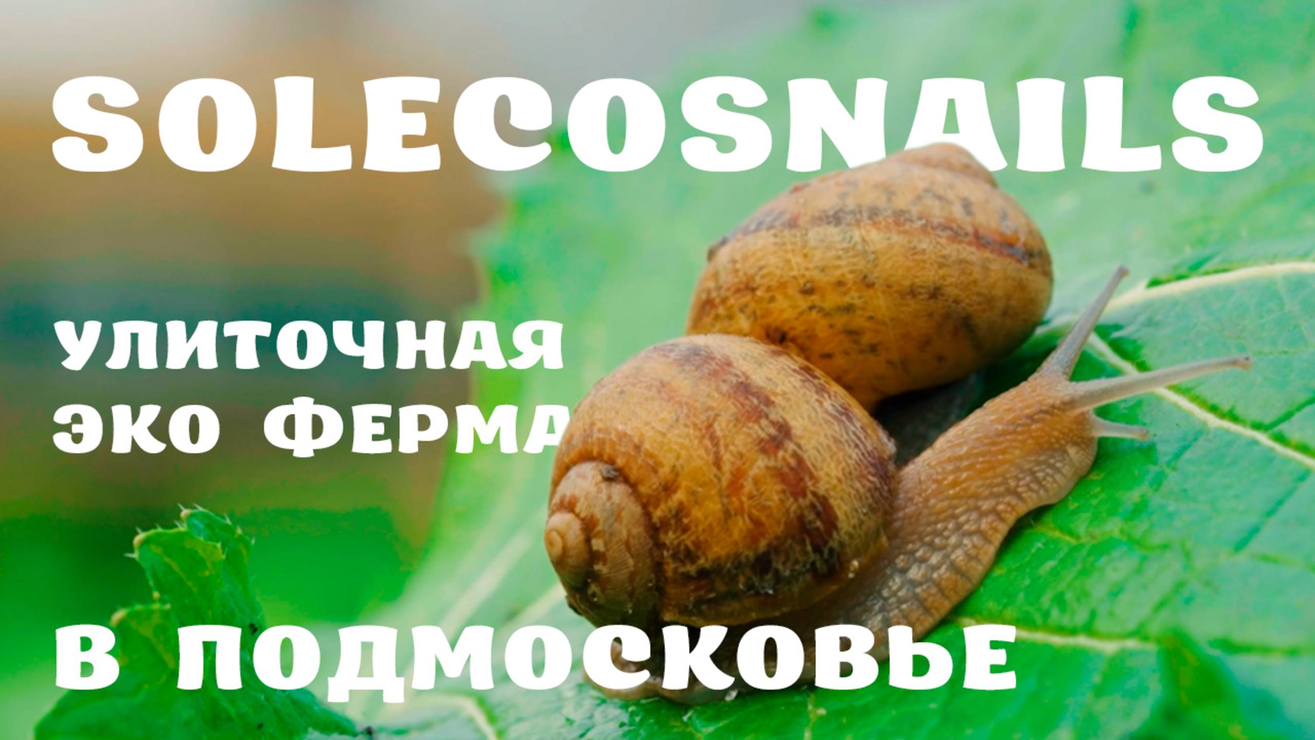 SolEcoSnails - улиточная эко ферма. Промо ролик