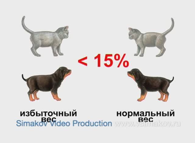Валта ТВ - Советы ветеринарного врача. Контроль за весом у животных