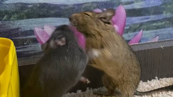 Я и мои маленькие чилийские сестренки