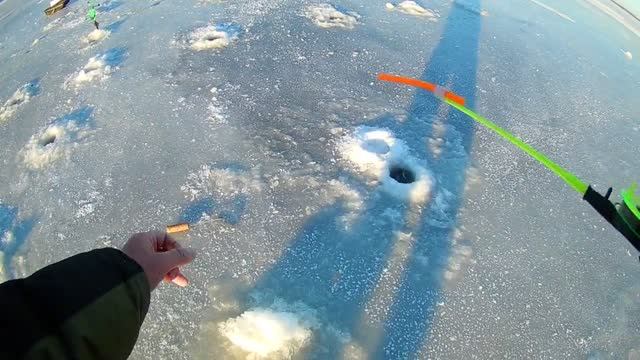 ЛОВЛЯ БЕРША и СУДАКА на тюльку. НАШЛИ ЖЁСТКИЙ КОРЯЖНИК С КРУПНОЙ РЫБОЙ