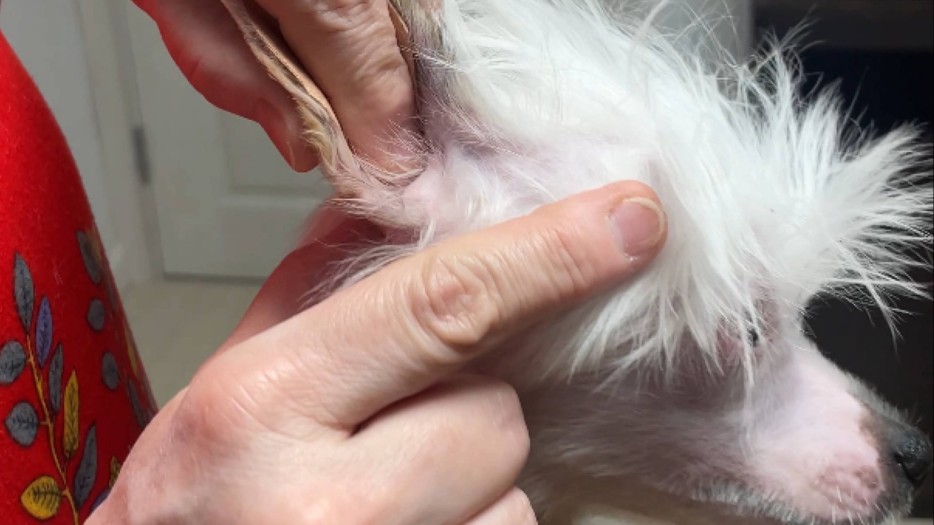 Как подклеить уши щенкам КХС. Видеоинструкция по правильной подклейке ушей для шенков китайской хохл