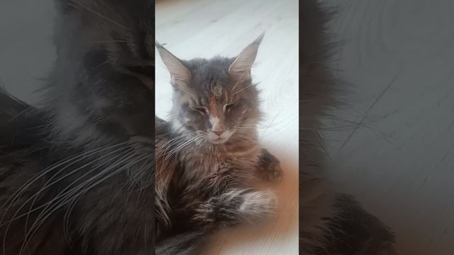 Котята Мейн-кун мамы и Козла папы