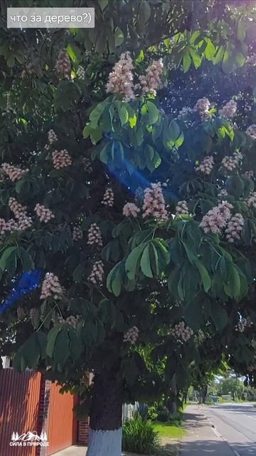 Что за дерево? 🌳