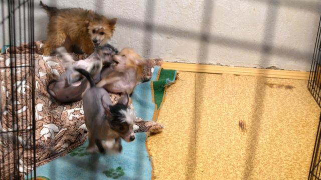 Одним кадром бесилки. Щенки китайской холатой собаки пуховые и голые.
