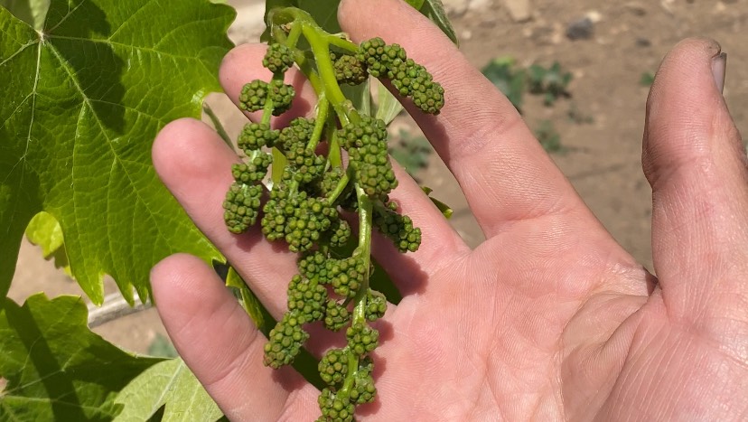 Виноград Кеша