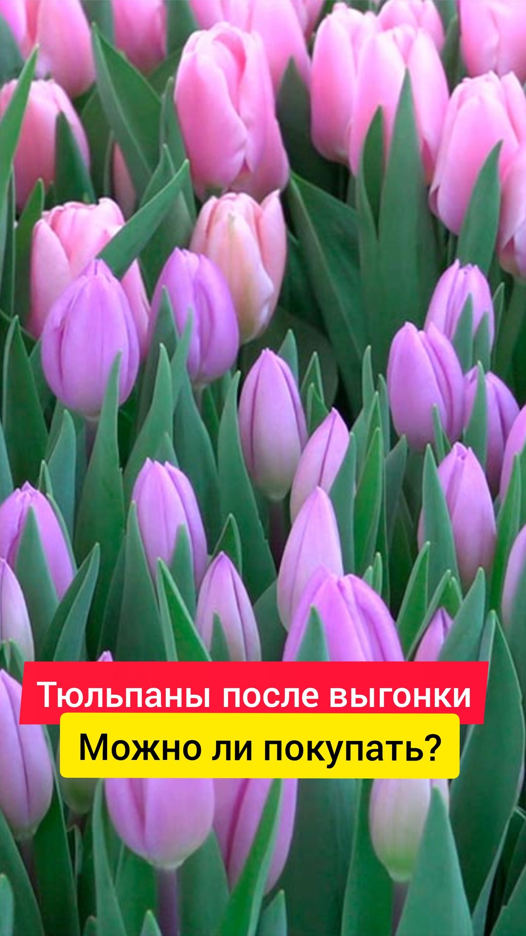 Покупать ли луковицы тюльпанов после выгонки
