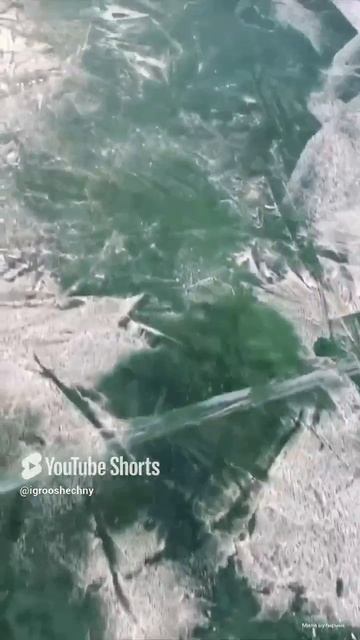 Нерпа на Байкале #спалилась #животные #байкальскаянерпа