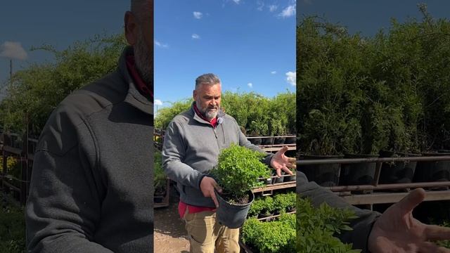 Загляните за кулисы питомника ЁЛЫ-ПАЛЫ