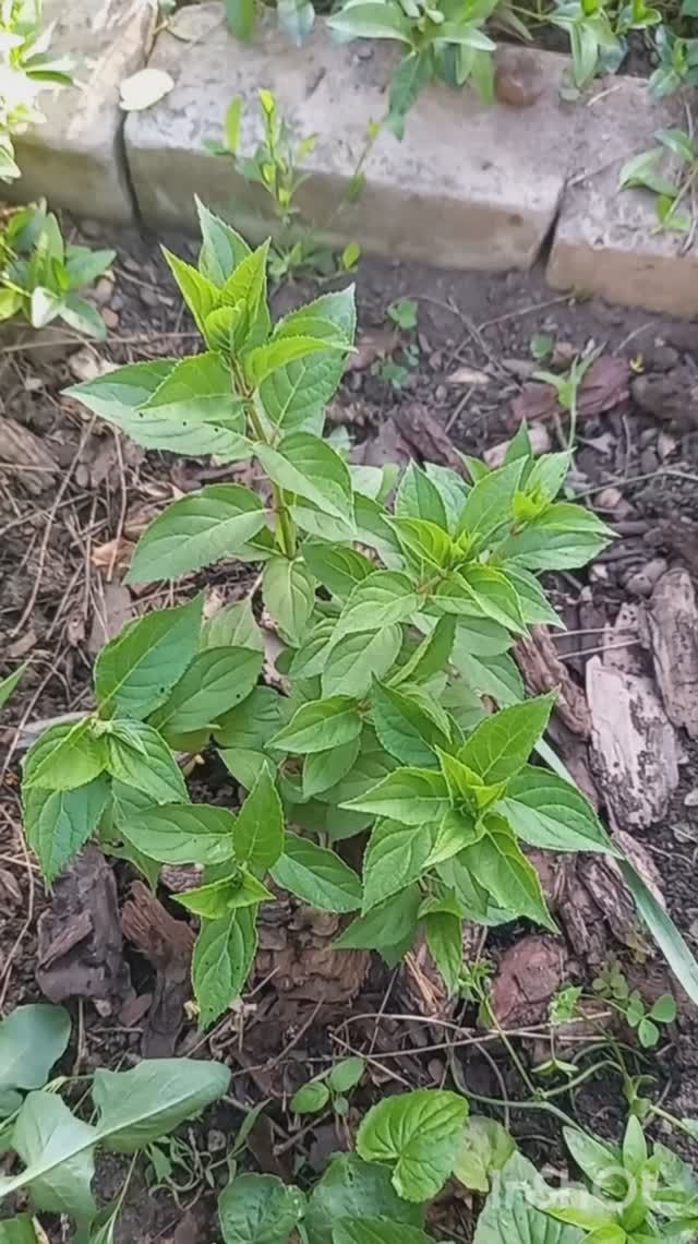 Гортензия перезимовала. Обрезка гортензии