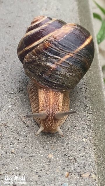 Макросъемка видео улитка 🐌
