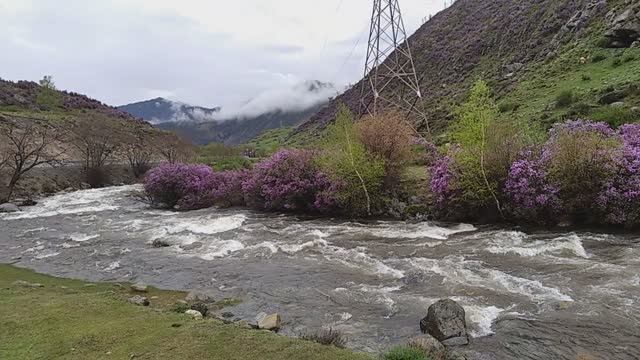 Розовый Маральник!! ☀️🌺 Горный Алтай!! 
река Большой Ильгумень