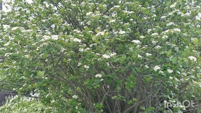 Черноплодная рябина