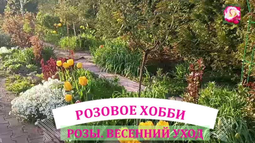 ПОГОВОРИМ О РОЗАХ