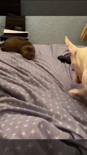 Совместное творчество двух домашних суетологов (юмор).