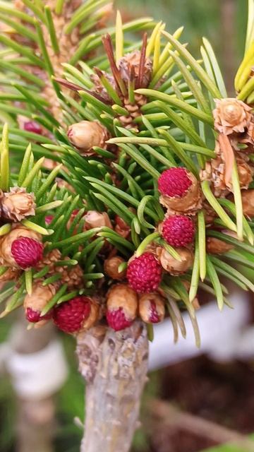 Ель обыкновенная Спринг Фаер ( Picea abies Spring Fire ).