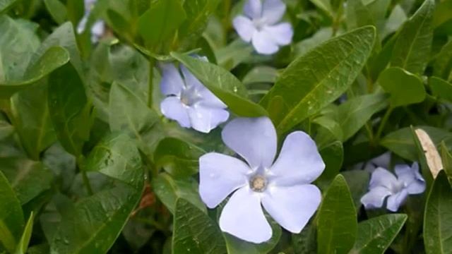 Освобождение от обиды.Аудиотренинг.