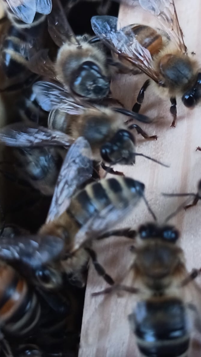 Ловля роёв пчёл #пчеловодство