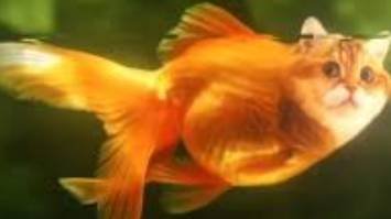 ТРУЛИМЕРО ТРУЛИЧИНО  | ОРИГИНАЛ МЕМА - ВСЕ ИТАЛИАН БРАИНРОТ #18