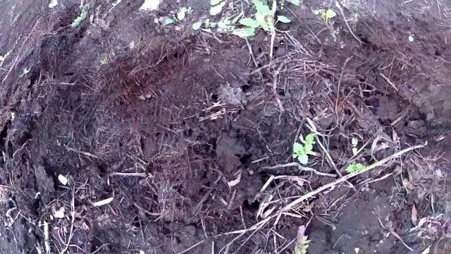 Сажаем  морковь, свёклу  с выращенными червями и обновляем теплицу сами