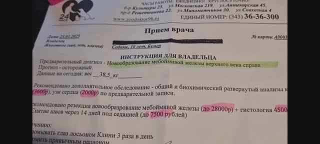 Бедный пёс! Опухоль на веке у собаки. Цены ветклиники в Екатеринбурге