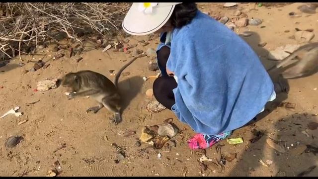 Вот такие обезьяны в Таиланде )