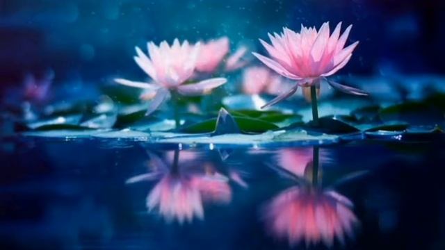 6 тело - Нимб. Ардас Бхаи ( Ниринджан Каур )