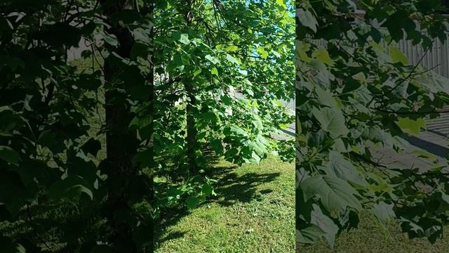 Лириодендрон. Тюльпановое дерево.