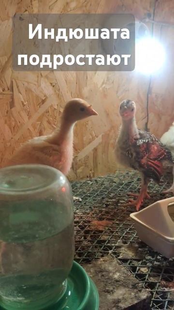индюшата подростают #индюки #индюшата #брудердляиндюшат