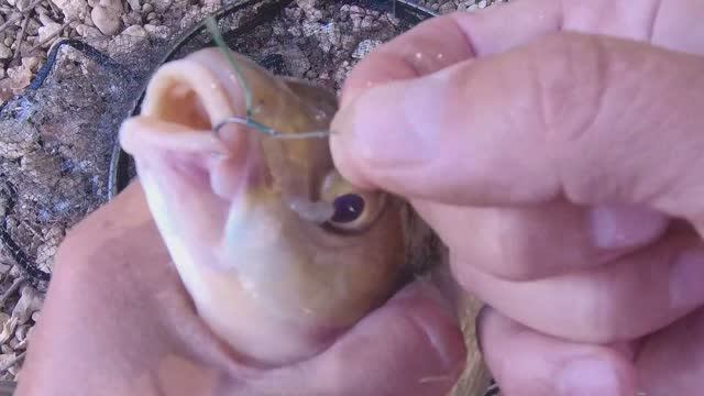 ФИДЕРНАЯ ЛОВЛЯ ЛЕЩА. ЧУТЬ НАСАДКА НА КРУПНОГО ЛЕЩА. ШАРИКИ ОПЯТЬ ВЫРУЧАЮТ