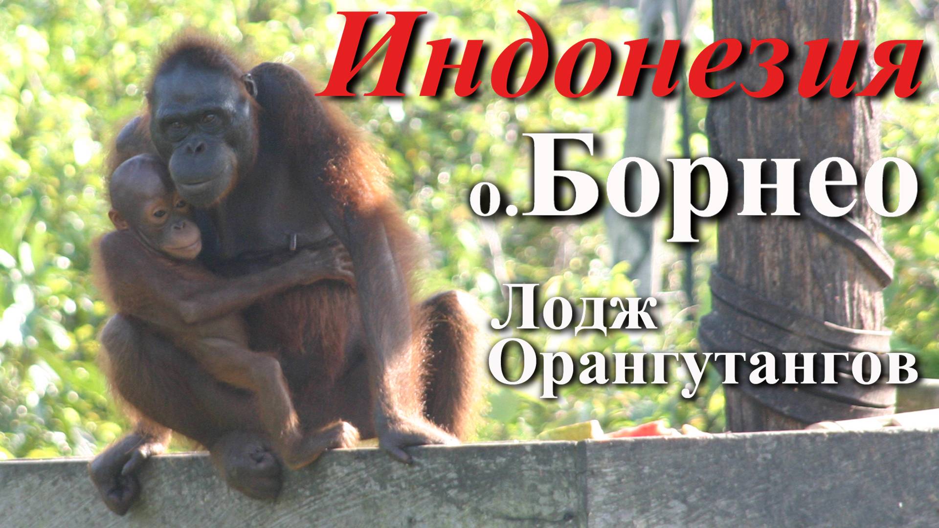 Индонезия. Часть 8/10. Остров Борнео. Лодж Орангутангов.