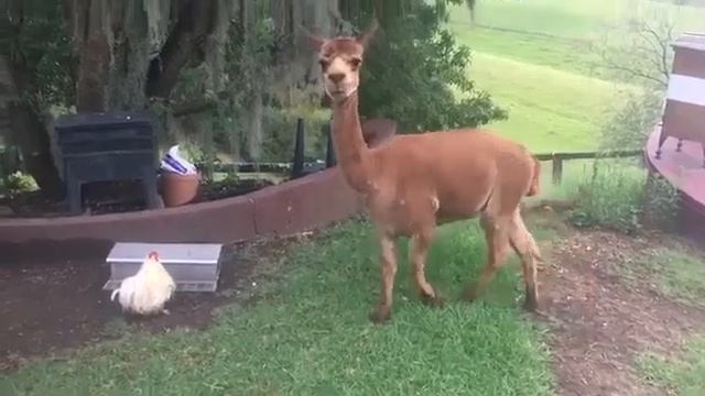 Интеллект курицы