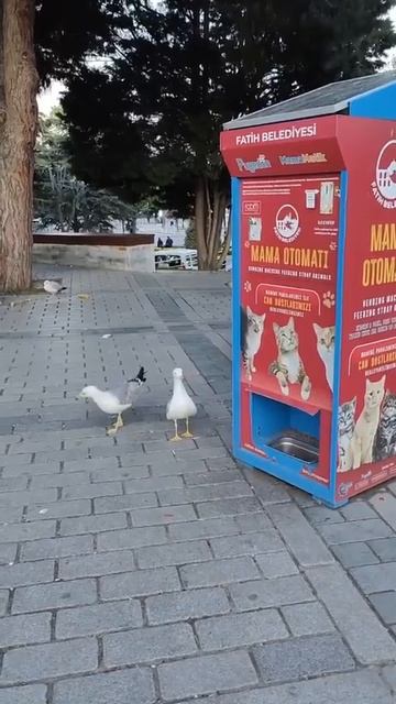 Чайки в Стамбуле научились мяукать, чтобы получить бесплатный корм (юмор).