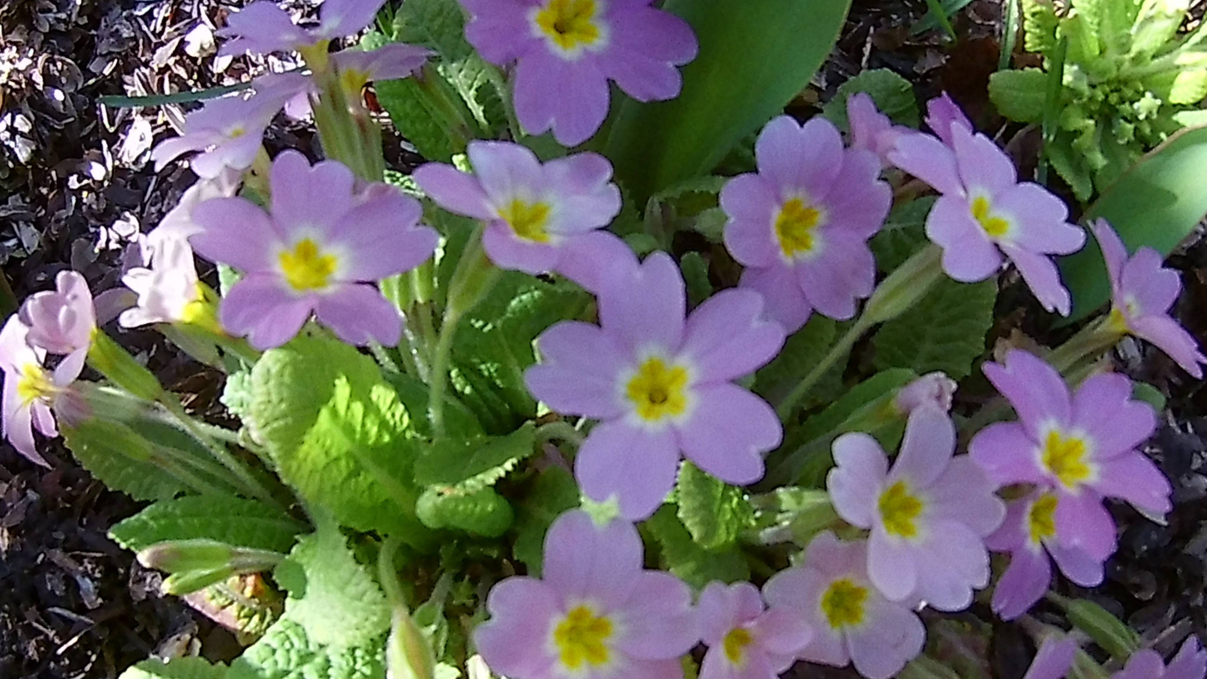 2024 октябрь Цветы на хатке Видео под музыку Дидюля (1)