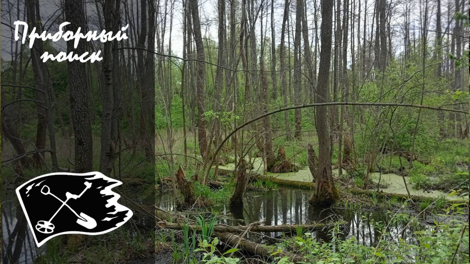 Прогулки в лесу. Сезон 2025 года.