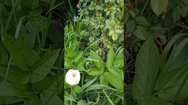 15 мая. мой участок 1 часть