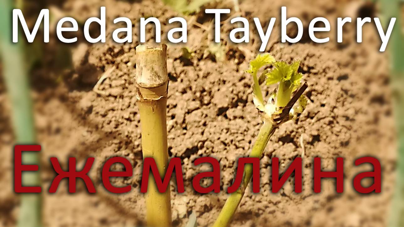 Ежемалина Медана Тайберри (Medana Tayberry) сажаю. Выпуск 4
