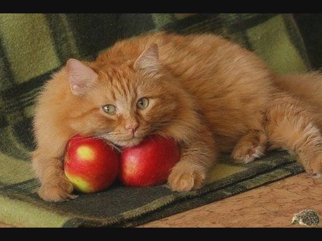 Хвостатое счастье