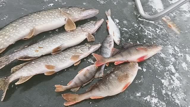 ВЫШЛИ НА ПЕРВЫЙ ЛЕД И НАЛОВИЛИ ЩУКИ. ОКУНЯ В ДОВЕСОК. КУДА БРОСИТЬ, ЕСЛИ КРУГОМ ЖЕРЛИЦЫ