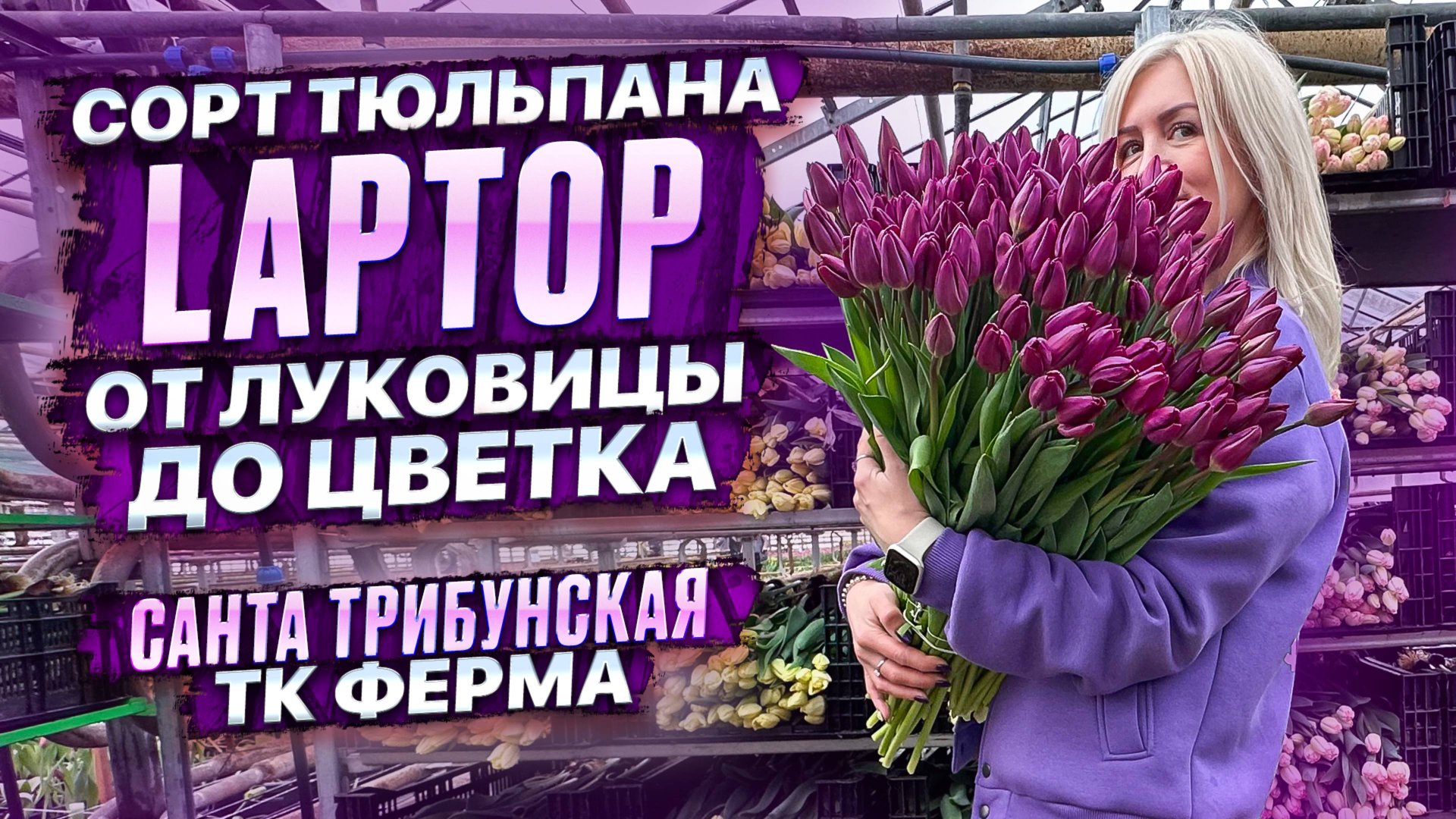 Обзор сорта тюльпана Laptop