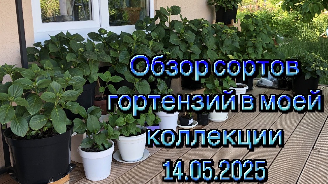 Обзор сортов гортензий в моей коллекции 14.05.2025