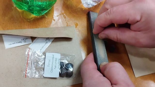 Как посадить лотос из орешков. Обзор сортов лотоса Орехоносного и Комарова и их подготовка к посадке