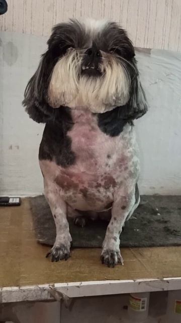 Ши-тцу Алиса сделала антирепяховую стрижку.