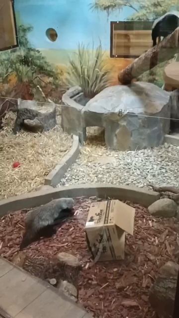 Медоеды Московского Зоопарка