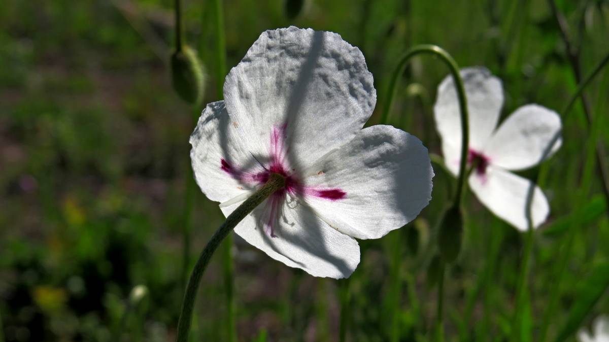 Май на обочине Эчки-Дага.