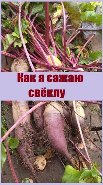 Как я сажаю свеклу в открытый грунт?