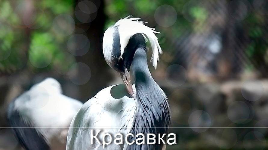 Красота и ужас в перьях. Птицы яркие, смешные, страшные и страшно красивые.